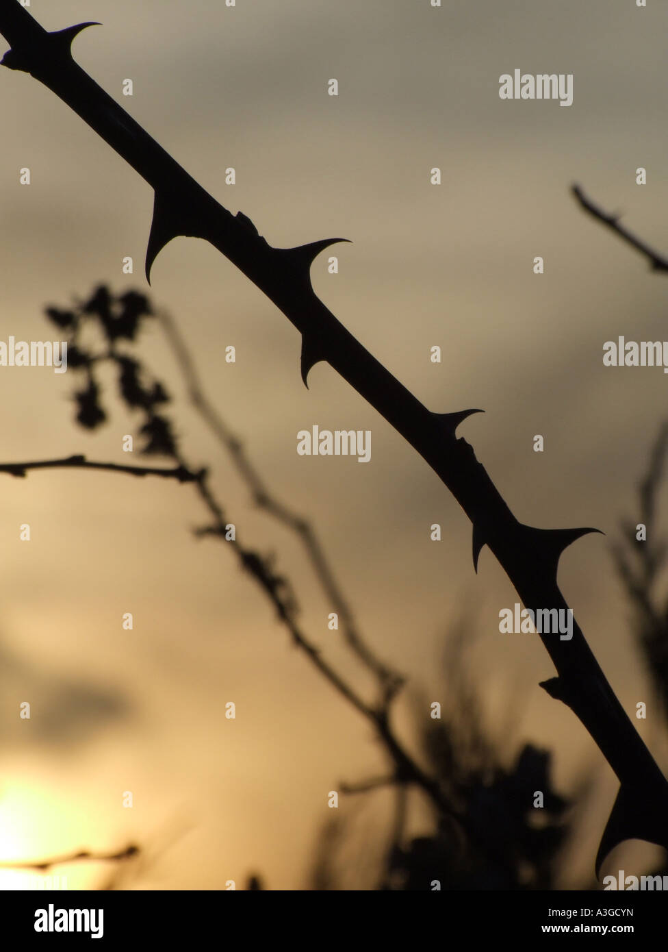 thorn bush and dark dramatic sky Stock Photo - Alamy