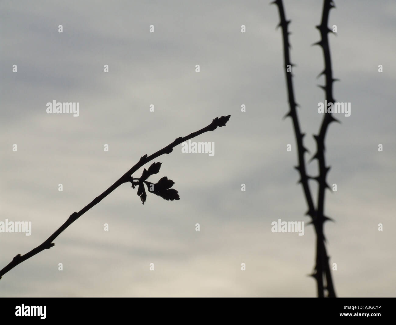 thorn bush and dark dramatic sky Stock Photo - Alamy