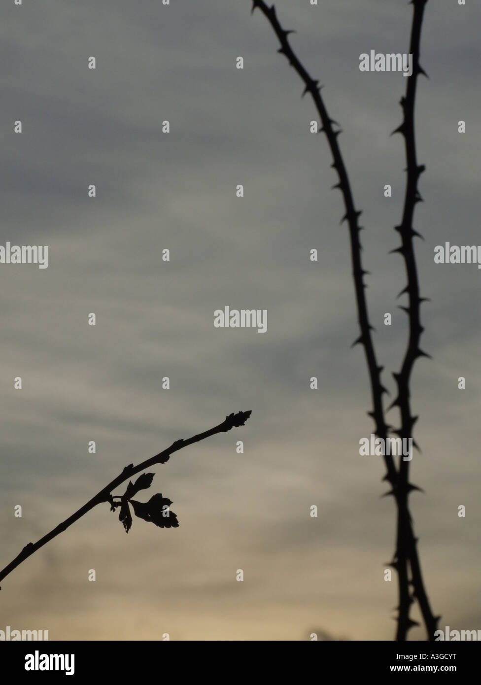 thorn bush and dark dramatic sky Stock Photo - Alamy