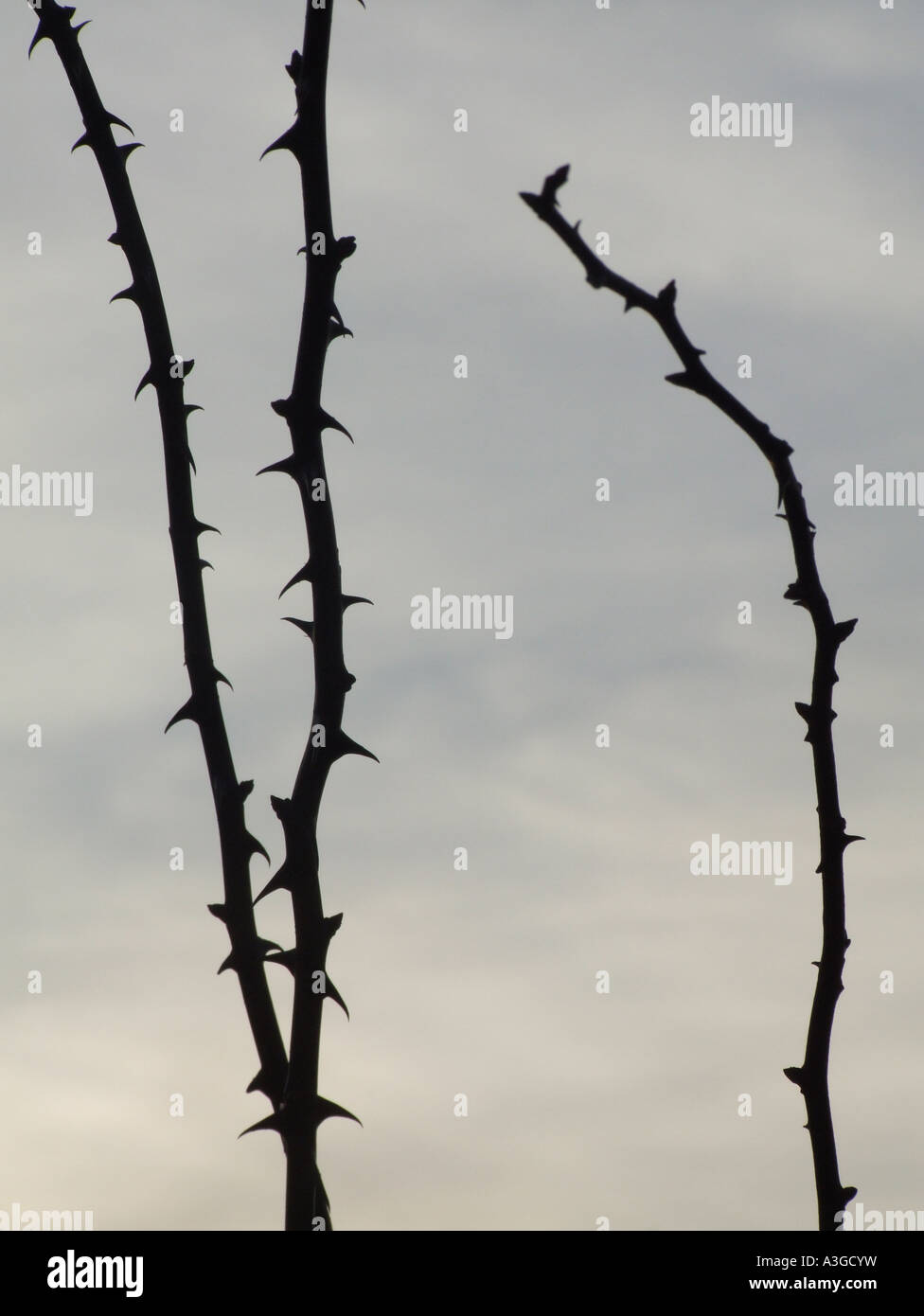 thorn bush and dark dramatic sky Stock Photo - Alamy