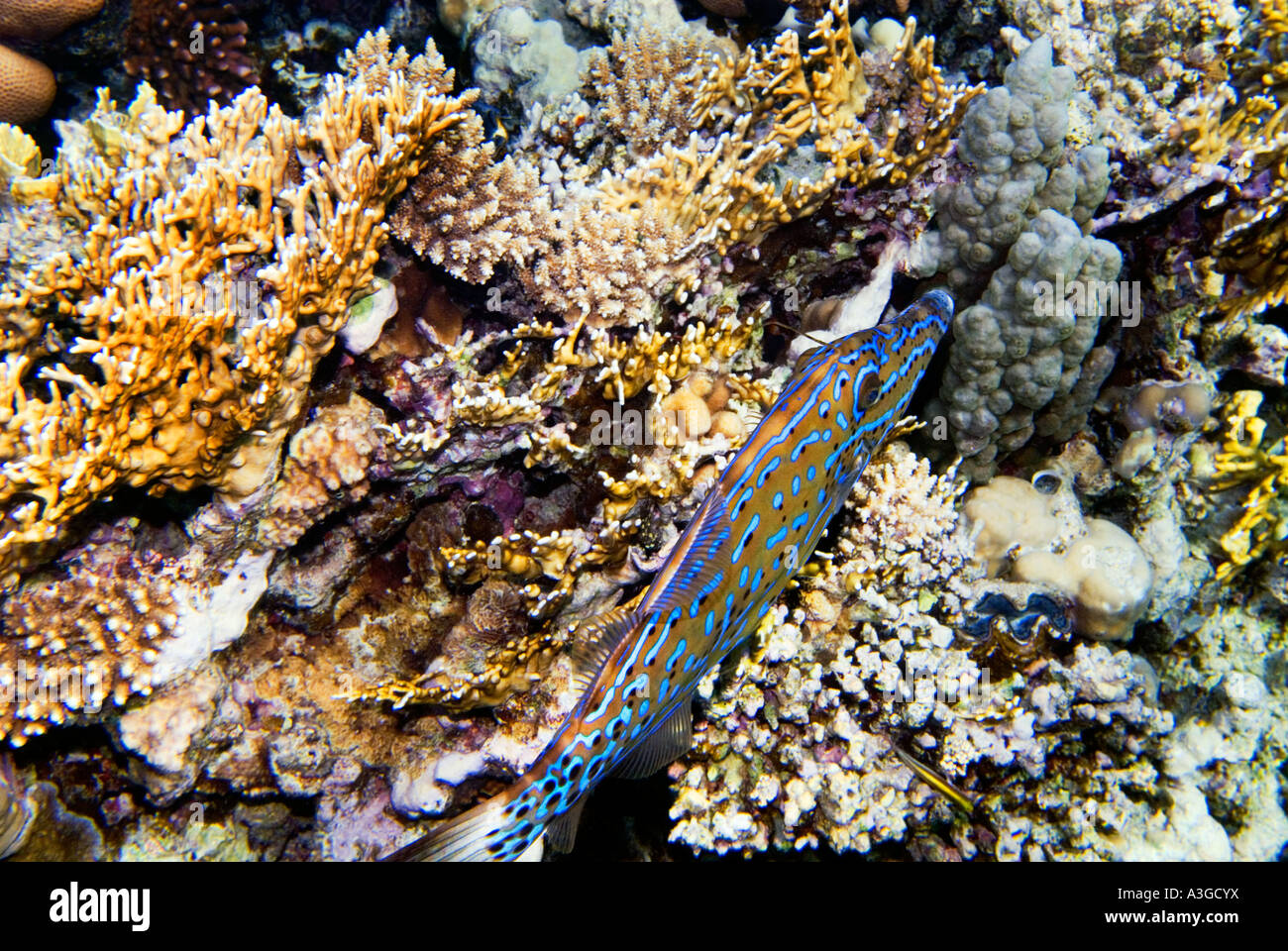coral reef Scuba Diving in the red Sea egypt Stock Photo - Alamy