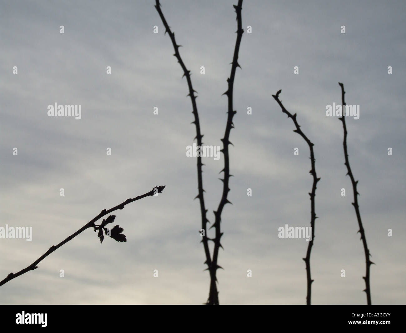 thorn bush and dark dramatic sky Stock Photo - Alamy