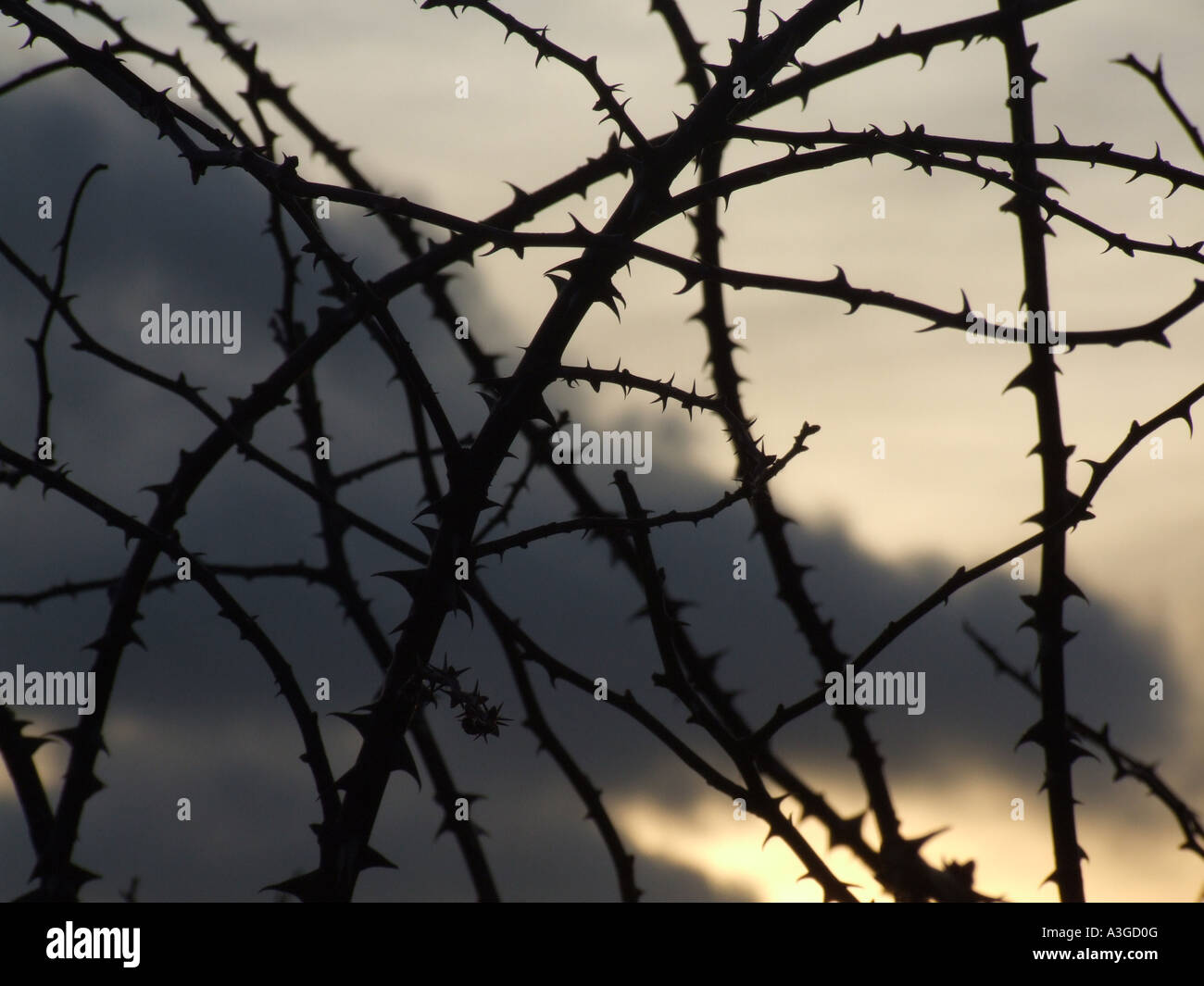 thorn bush and dark dramatic sky Stock Photo - Alamy
