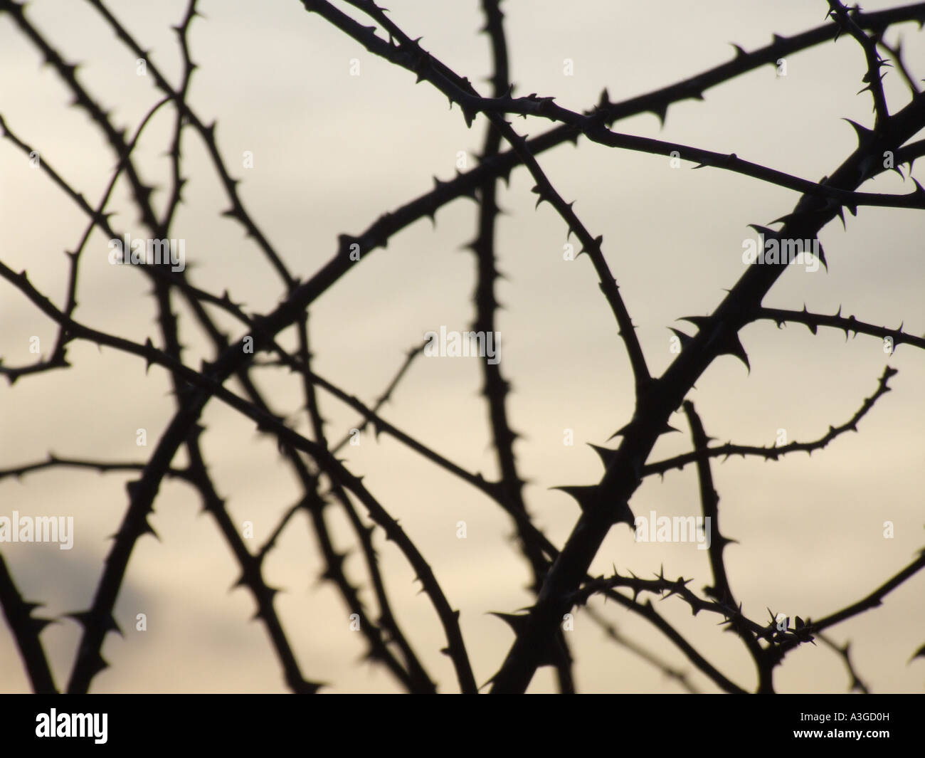 thorn bush and dark dramatic sky Stock Photo - Alamy