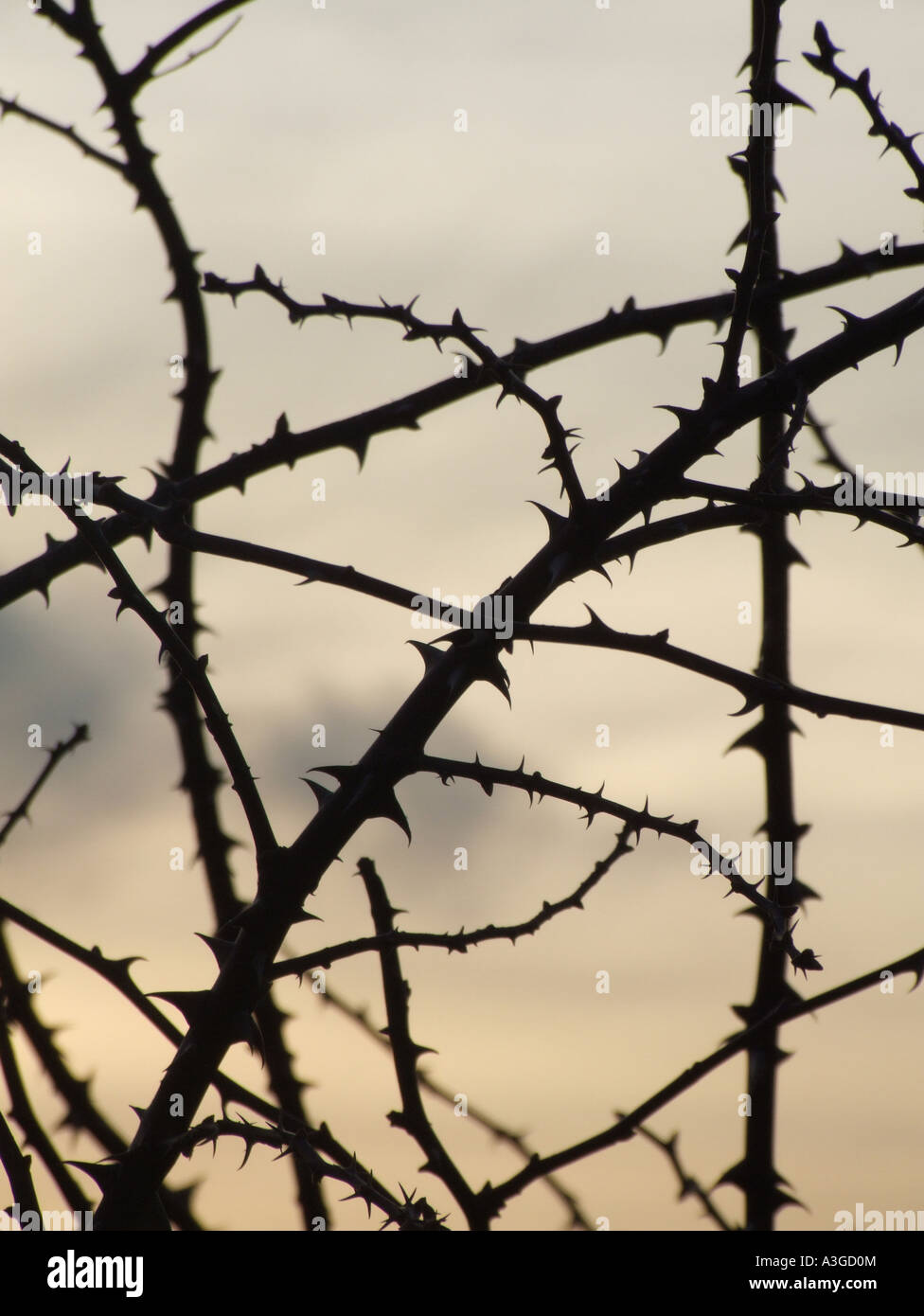 thorn bush and dark dramatic sky Stock Photo - Alamy
