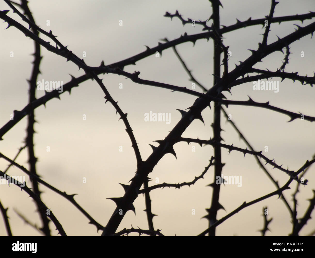 thorn bush and dark dramatic sky Stock Photo - Alamy