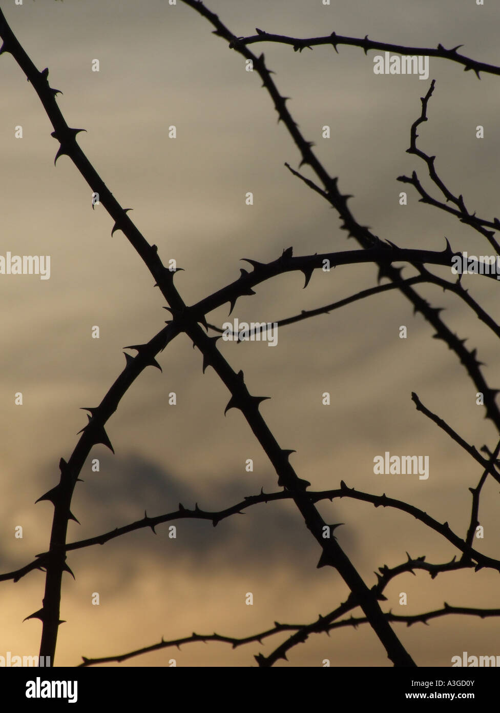 thorn bush and dark dramatic sky Stock Photo - Alamy