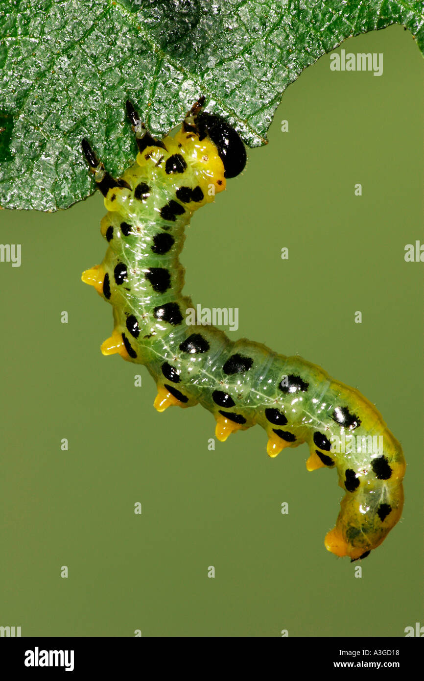 Dusky Birch Sawfly croesus latitarsus larvae feeding on silver birch ...