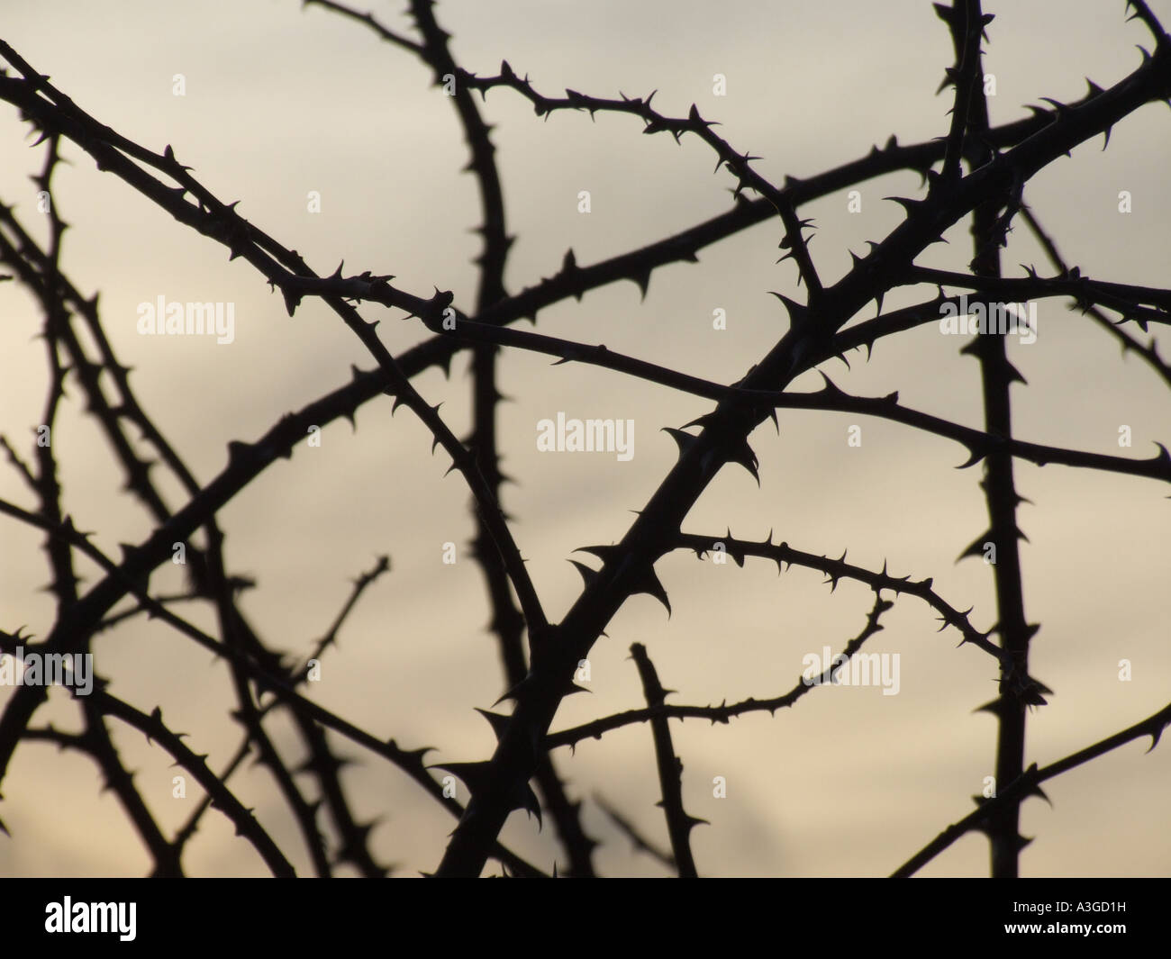 thorn bush and dark dramatic sky Stock Photo - Alamy