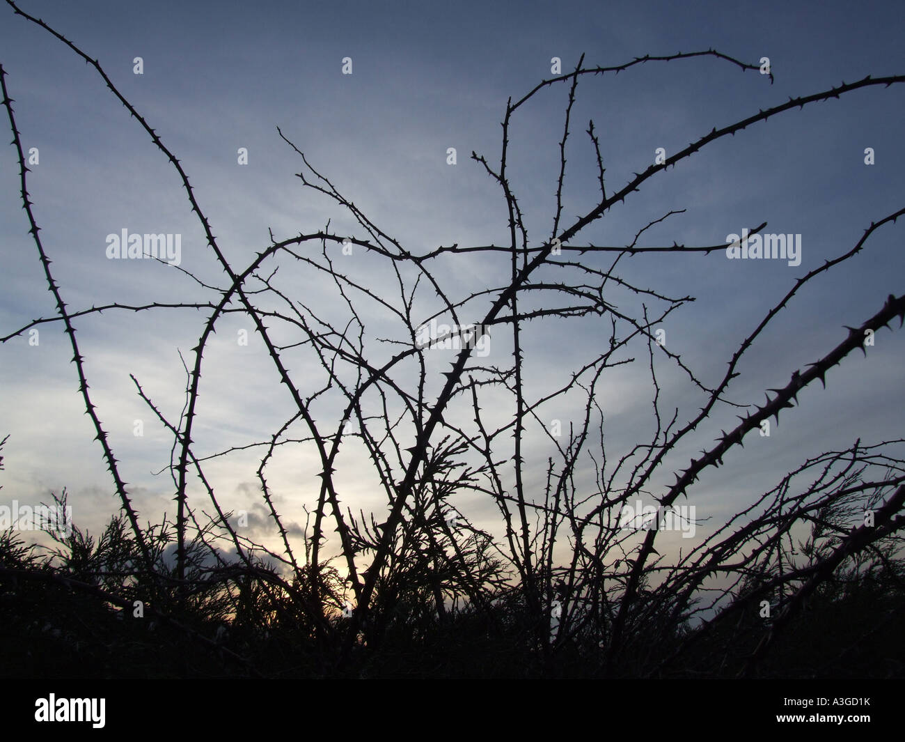 thorn bush and dark dramatic sky Stock Photo - Alamy