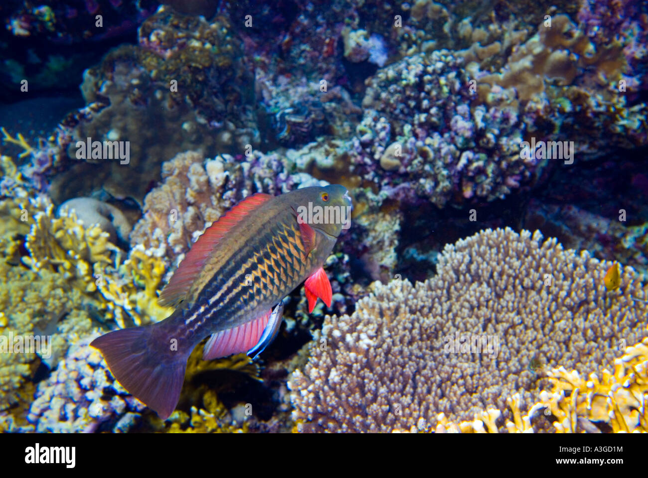 coral reef Scuba Diving in the red Sea egypt Stock Photo - Alamy