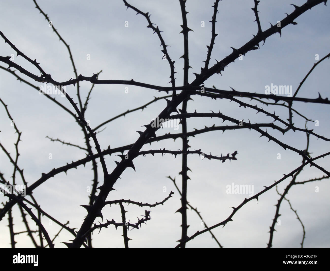 thorn bush and dark dramatic sky Stock Photo - Alamy