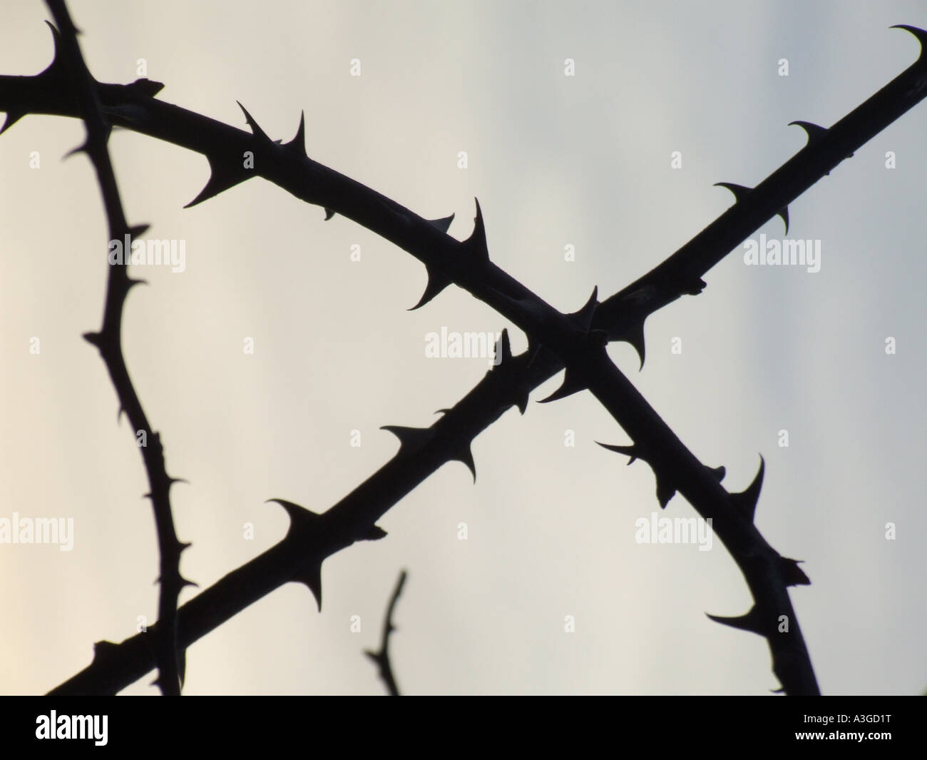 thorn bush and dark dramatic sky Stock Photo - Alamy