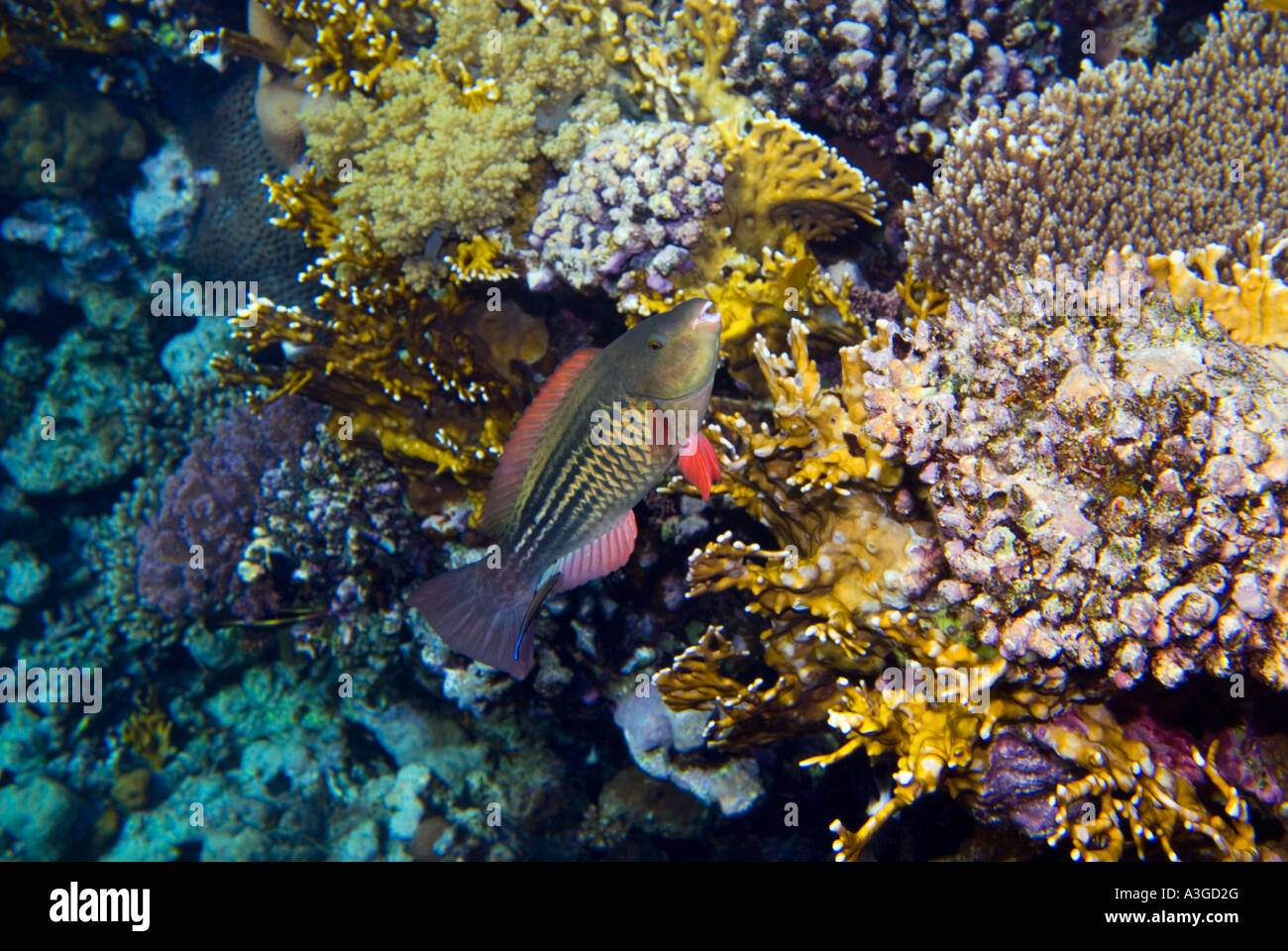 coral reef Scuba Diving in the red Sea egypt Stock Photo - Alamy