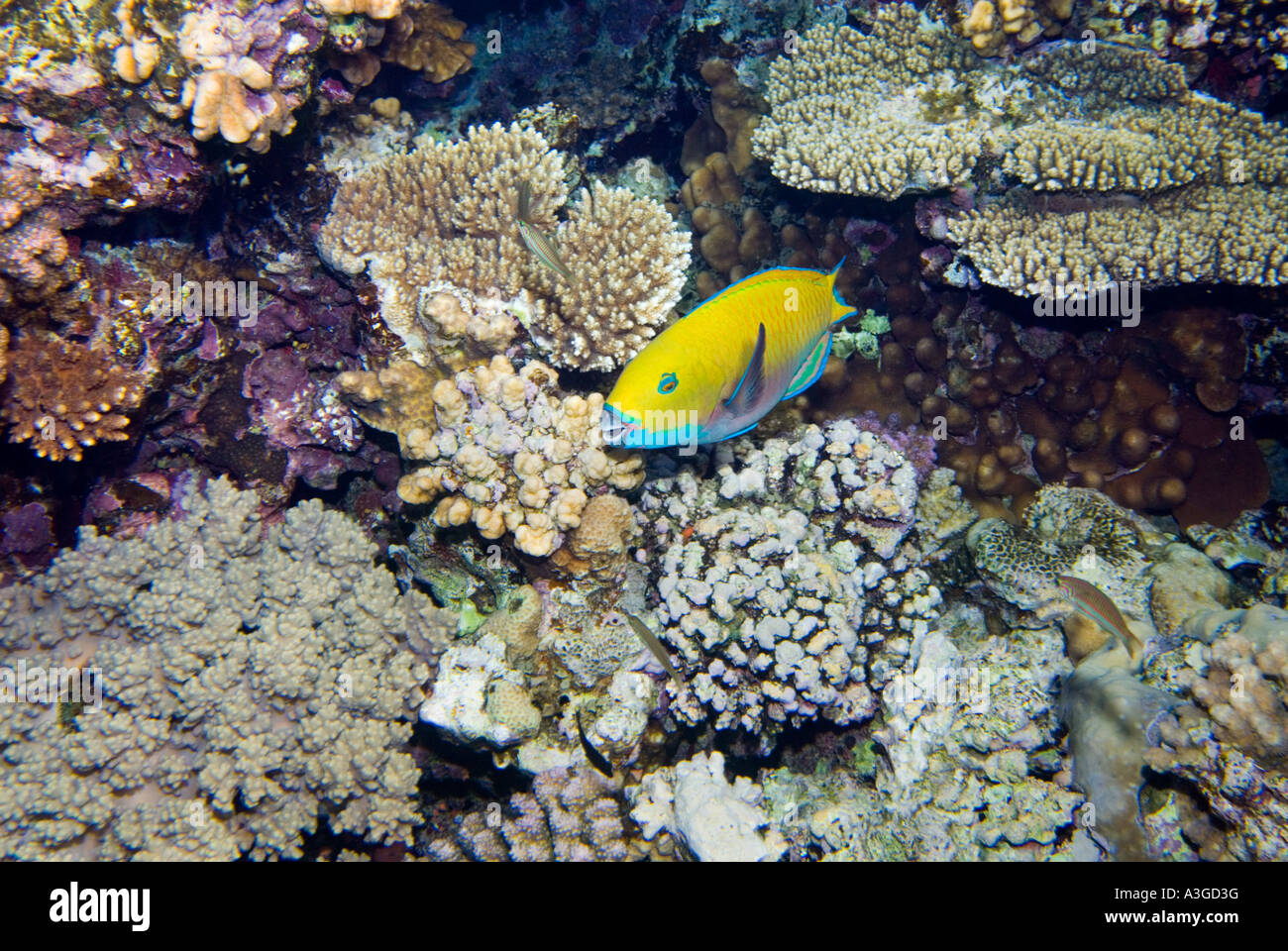 coral reef Scuba Diving in the red Sea egypt Stock Photo - Alamy