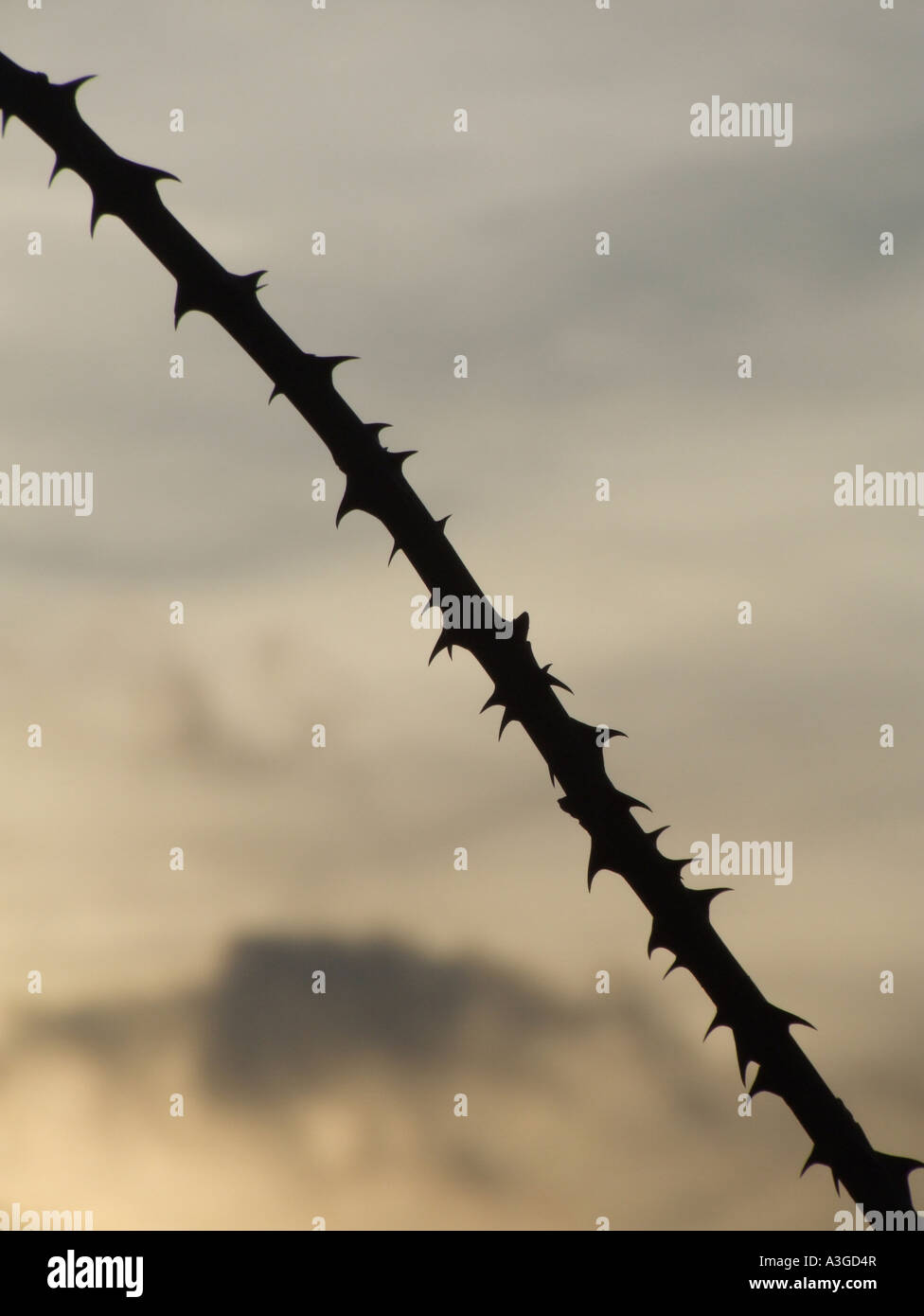 thorn bush and dark dramatic sky Stock Photo - Alamy