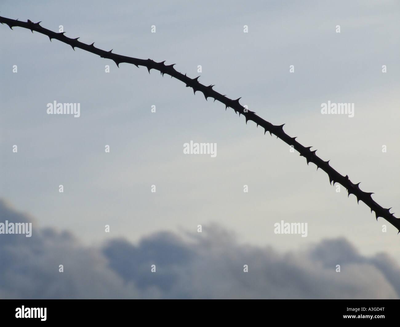 thorn bush and dark dramatic sky Stock Photo - Alamy