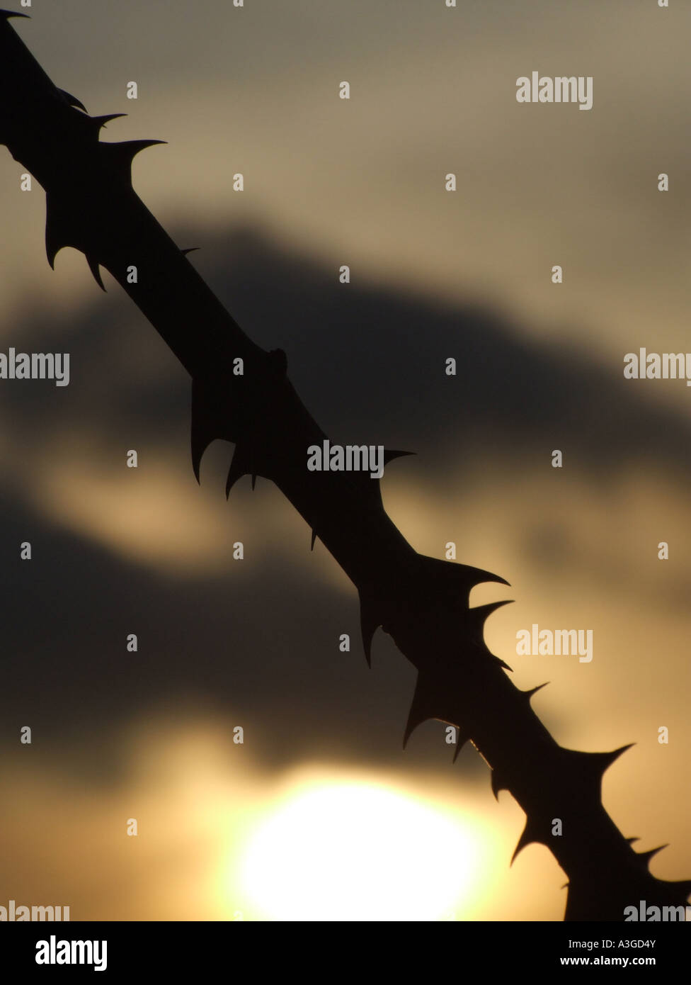 thorn bush and dark dramatic sky Stock Photo - Alamy