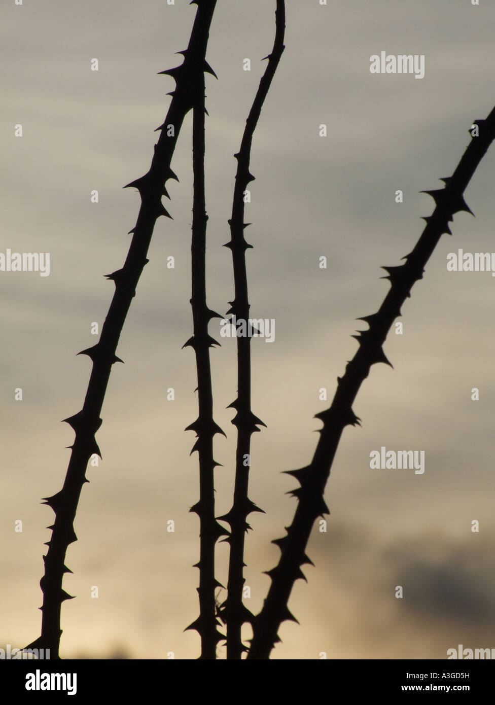 thorn bush and dark dramatic sky Stock Photo - Alamy