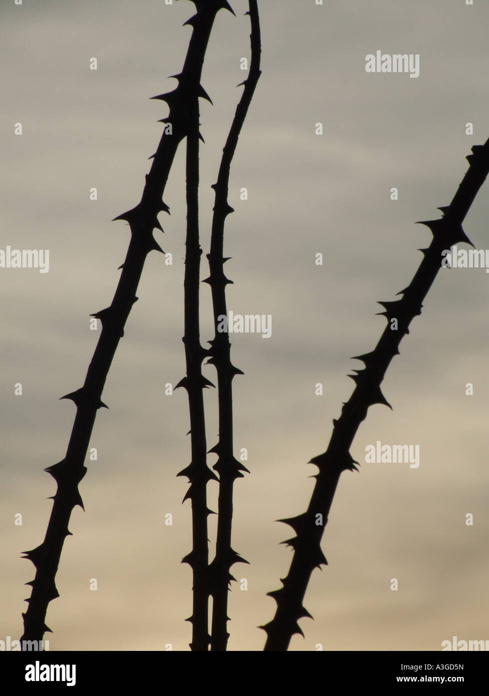 thorn bush and dark dramatic sky Stock Photo - Alamy