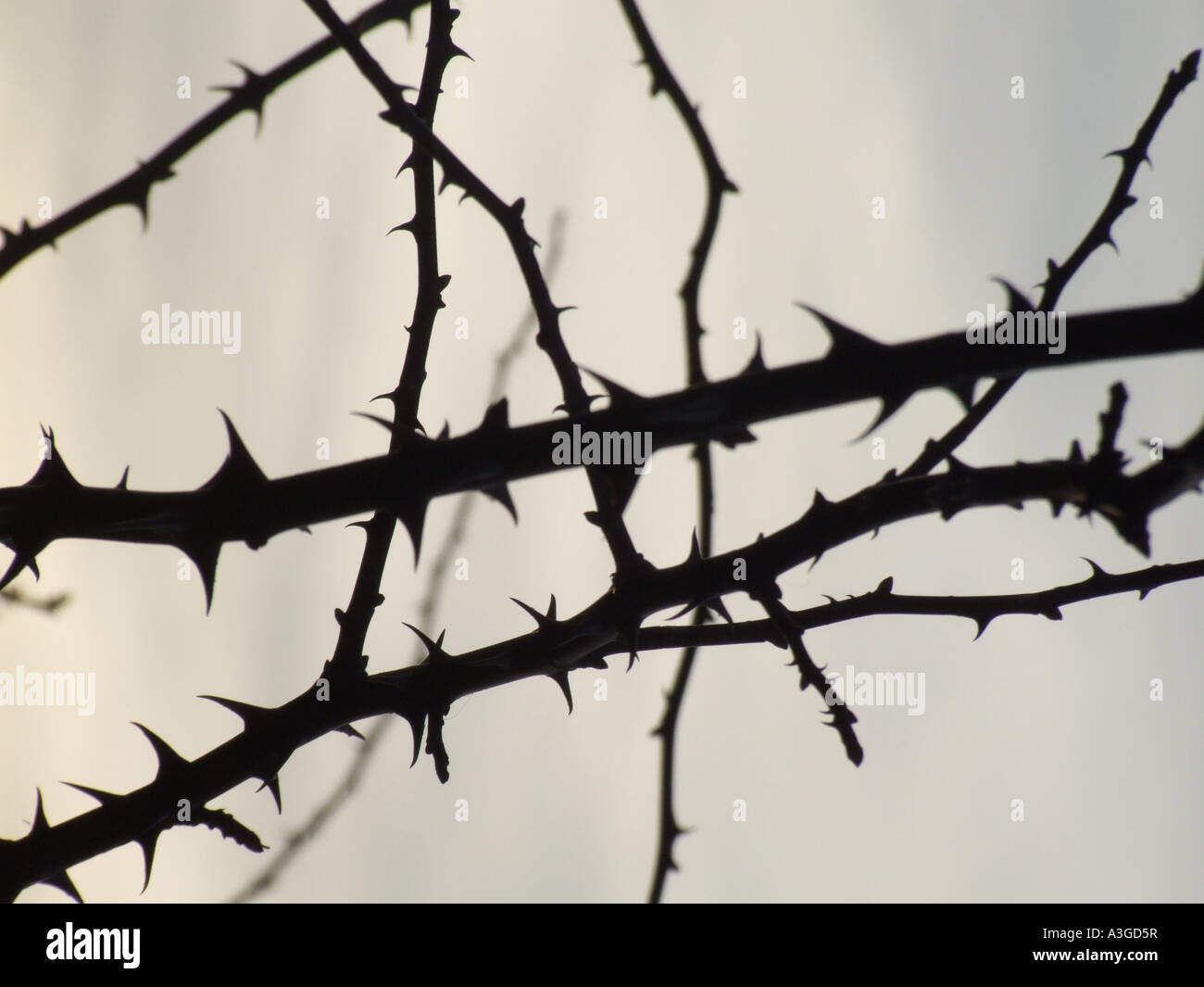 thorn bush and dark dramatic sky Stock Photo - Alamy