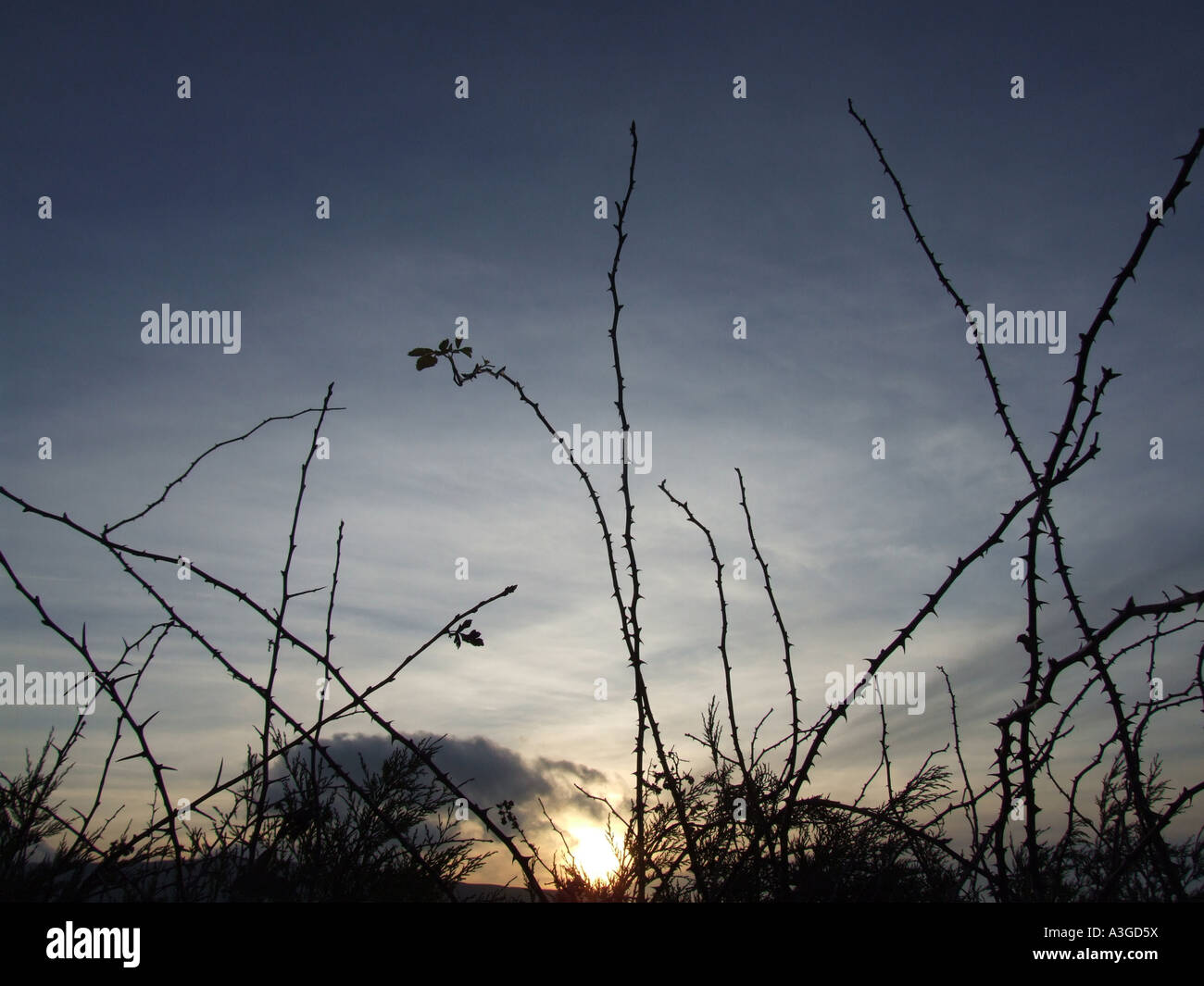 thorn bush and dark dramatic sky Stock Photo - Alamy