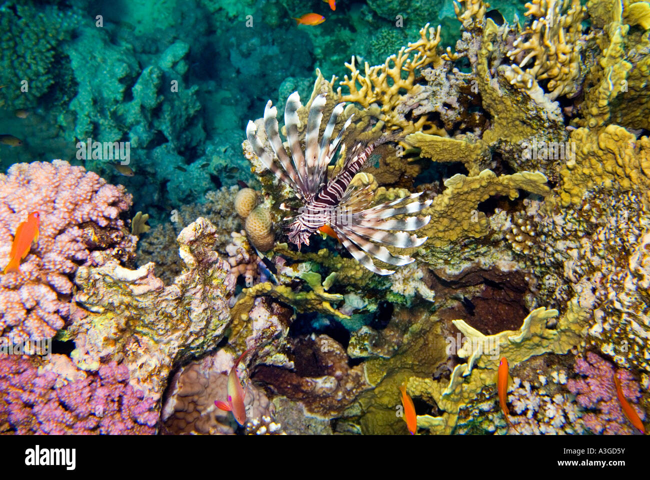 coral reef Scuba Diving in the red Sea egypt Stock Photo - Alamy