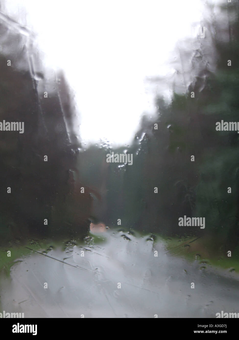 Trees street road one one concept idea hi-res stock photography and ...