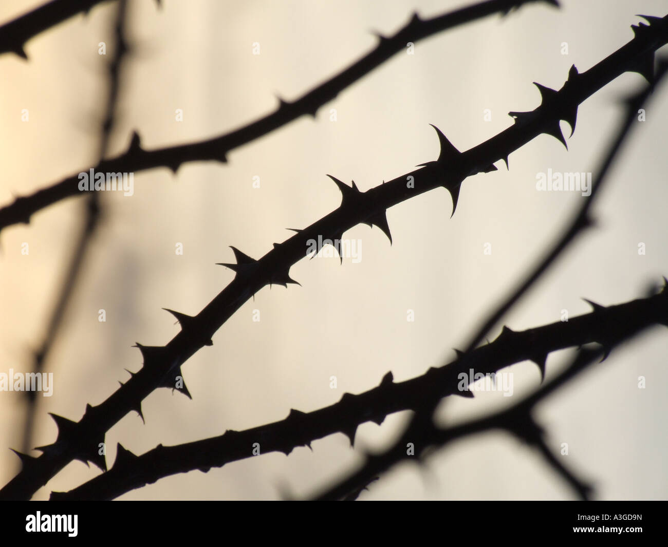 thorn bush and dark dramatic sky Stock Photo - Alamy
