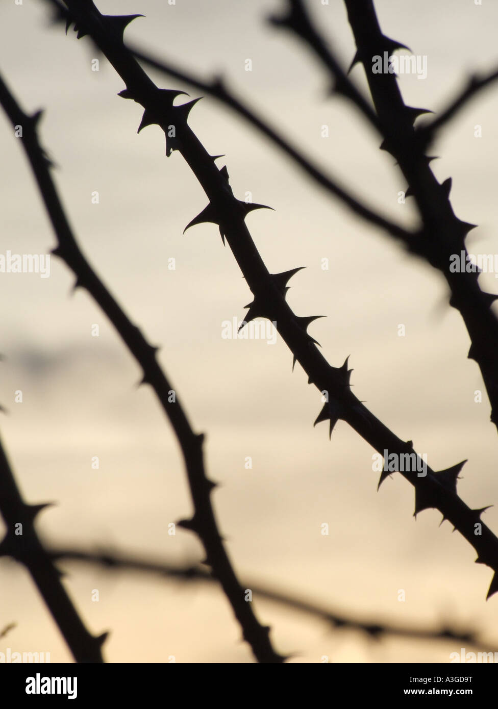 thorn bush and dark dramatic sky Stock Photo - Alamy