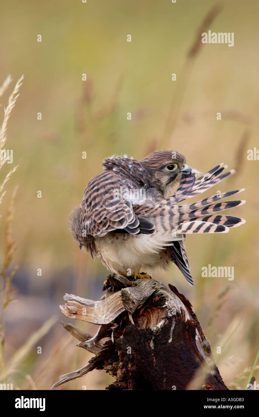 Kestrel (Falco tinnunculus) preening tail feathers on ols stump potton ...