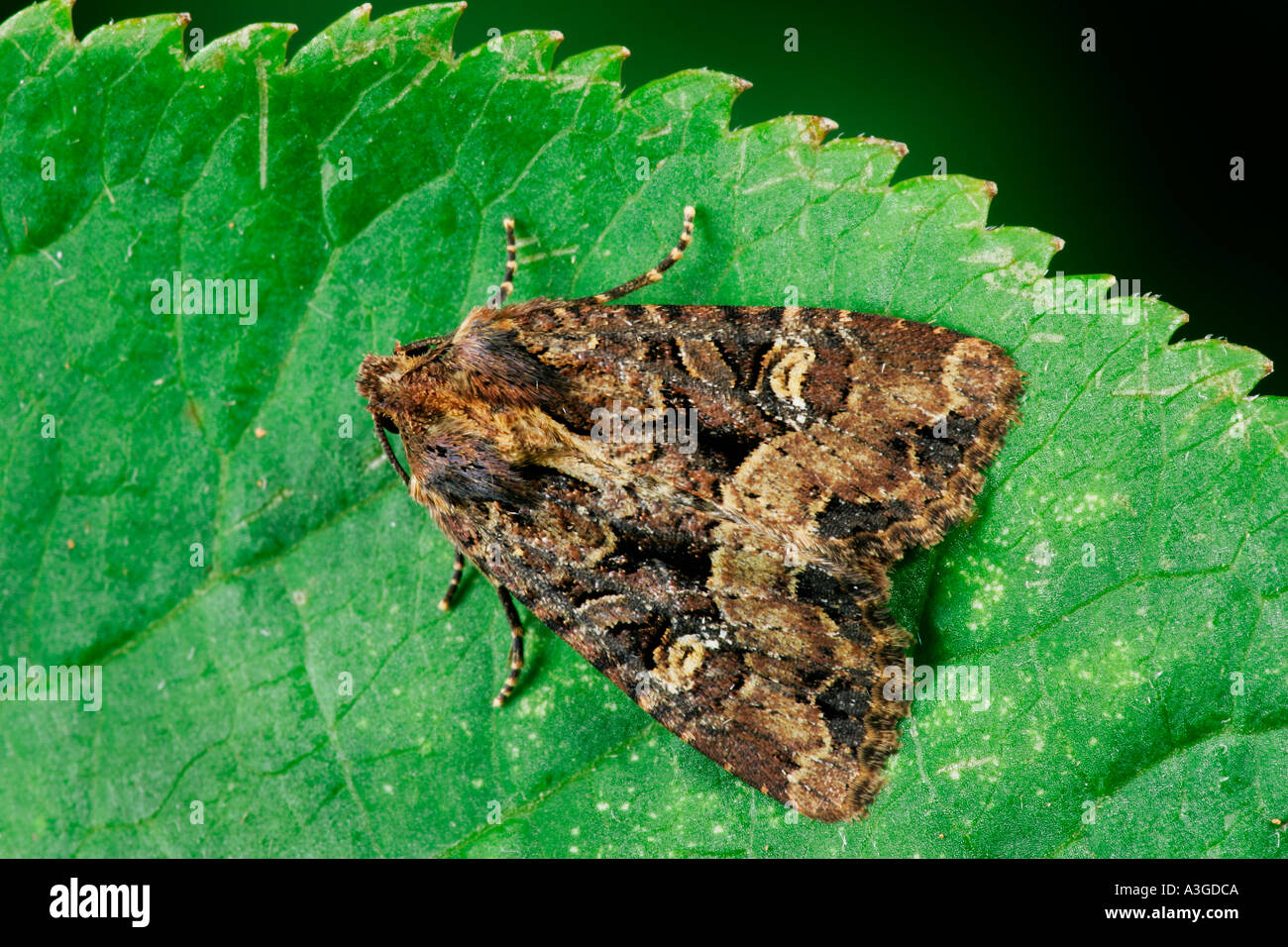Small Clouded Brindle Apamea unanimis at rest on leaf potton ...