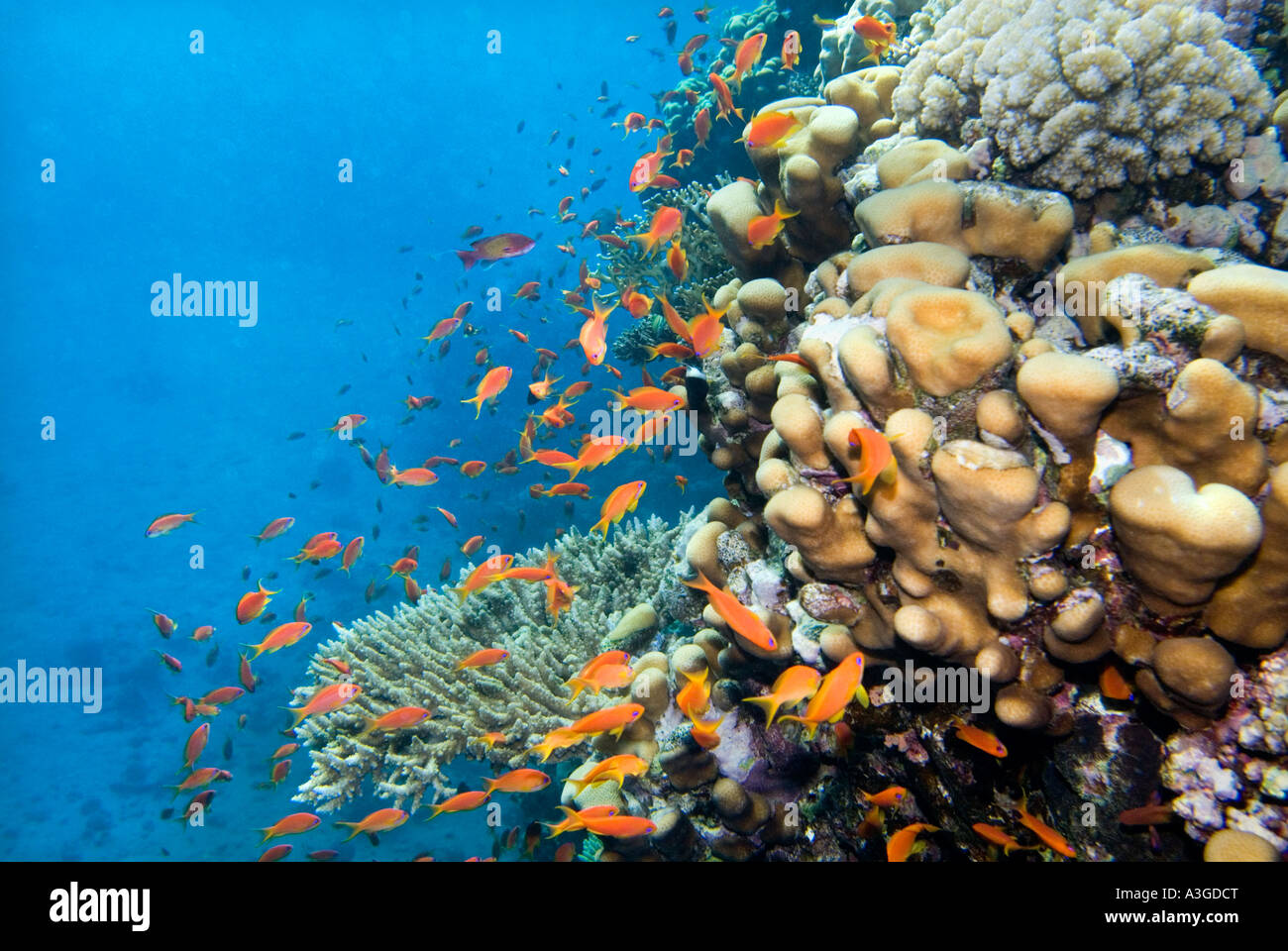 coral reef Scuba Diving in the red Sea egypt Stock Photo - Alamy