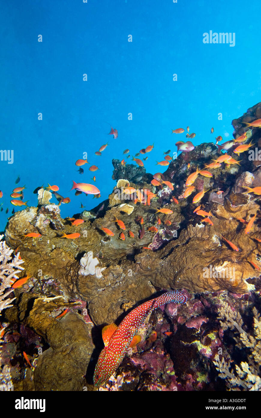 coral reef Scuba Diving in the red Sea egypt Stock Photo - Alamy
