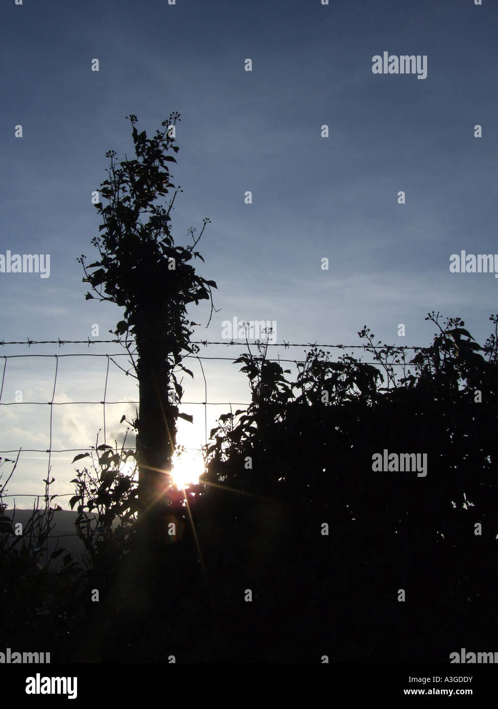 sun breaking through brambles and fence post Stock Photo - Alamy