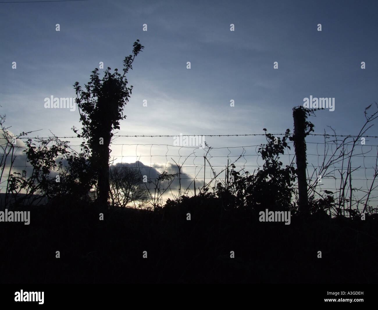 sun breaking through brambles and fence post Stock Photo - Alamy