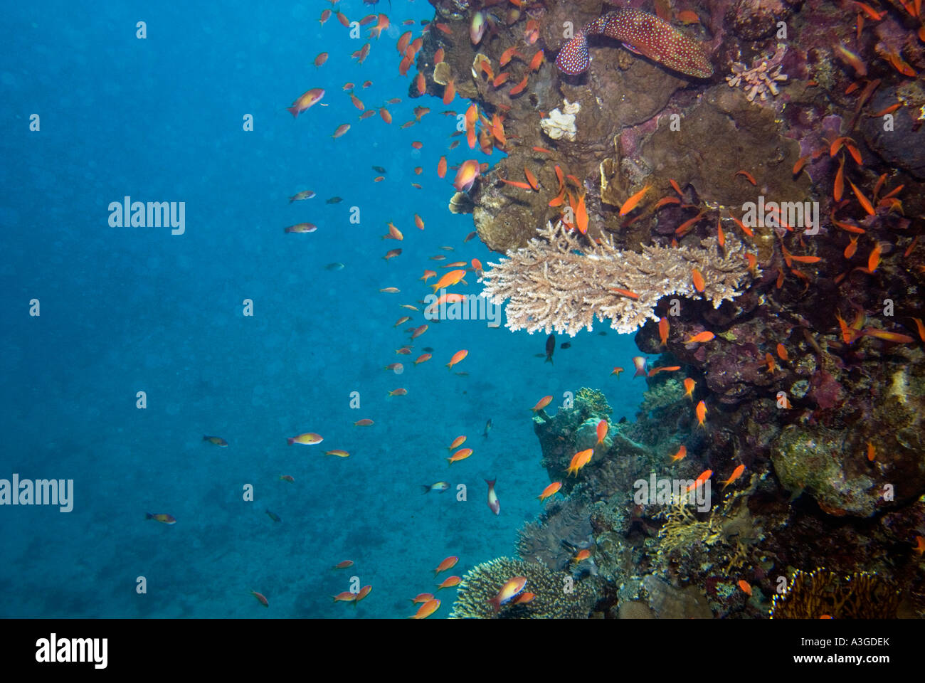 coral reef Scuba Diving in the red Sea egypt Stock Photo - Alamy