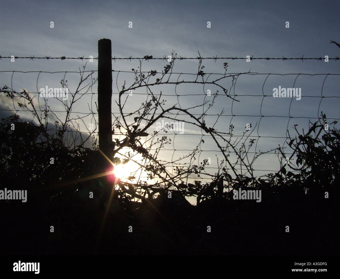 sun breaking through brambles and fence post Stock Photo - Alamy
