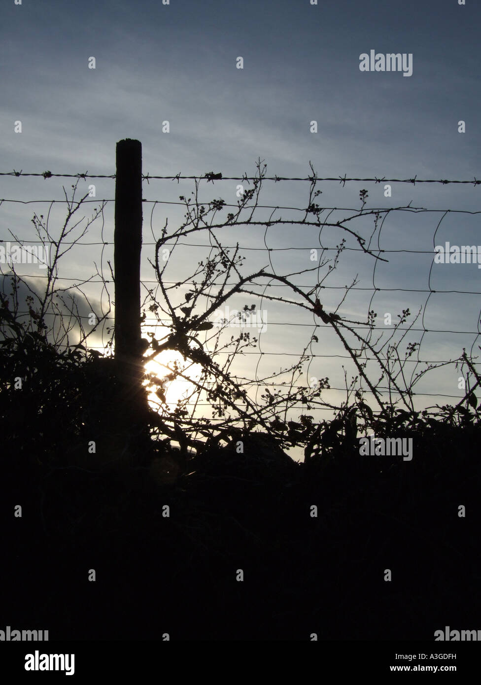 sun breaking through brambles and fence post Stock Photo - Alamy
