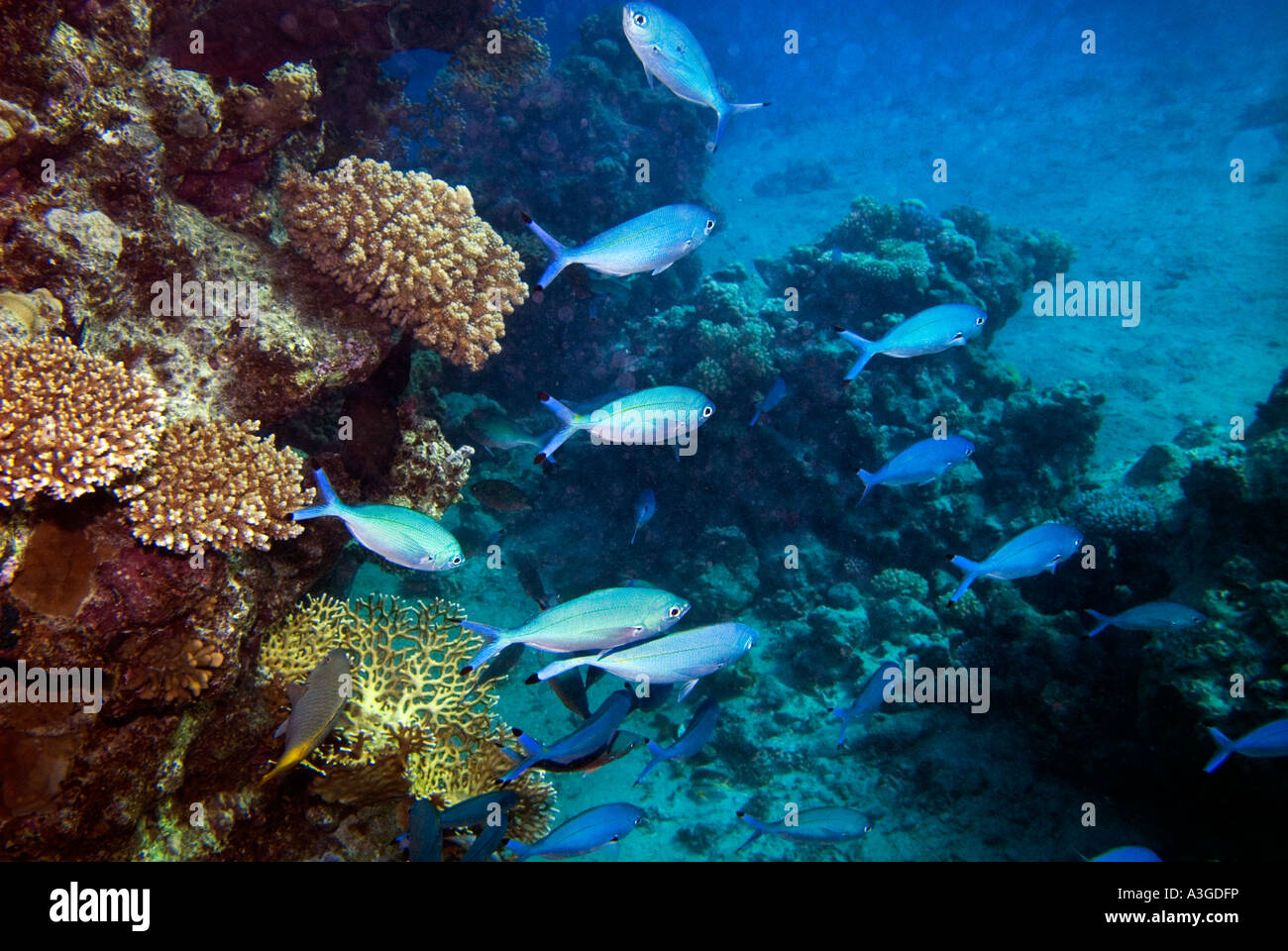 coral reef Scuba Diving in the red Sea egypt Stock Photo - Alamy