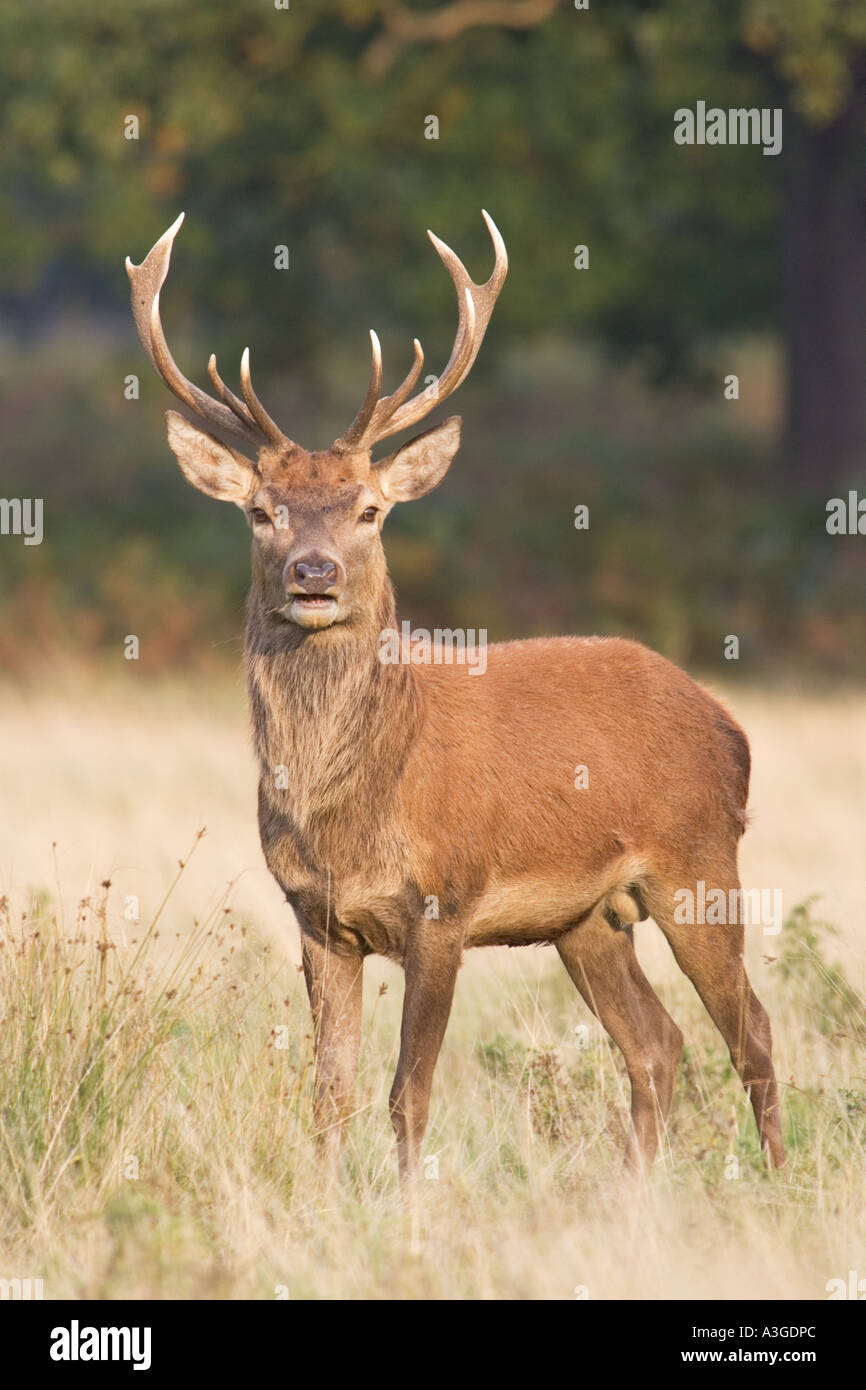 Red Deer stag Stock Photo - Alamy