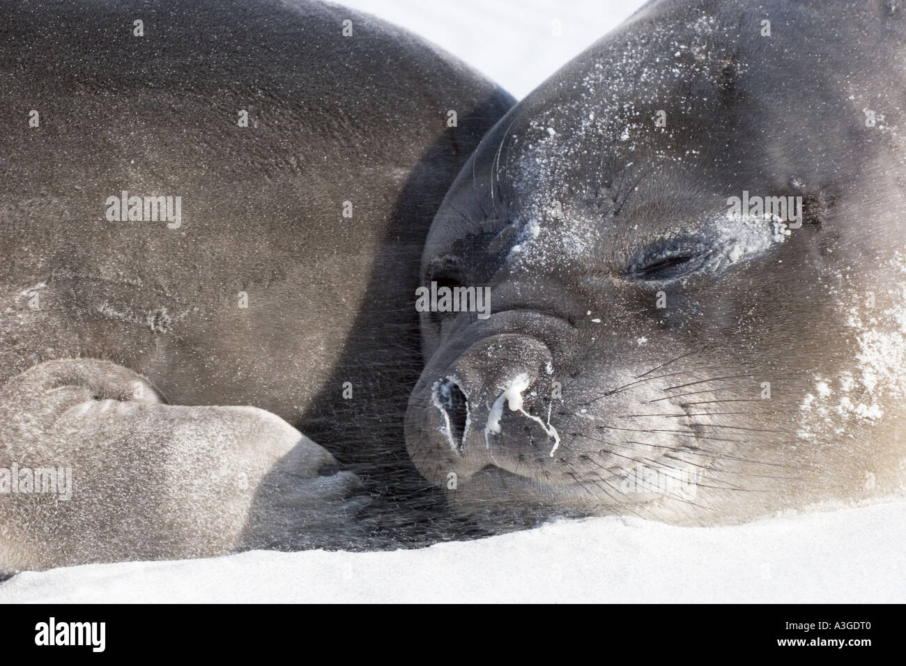 Baby elephant seal in water hi-res stock photography and images - Alamy