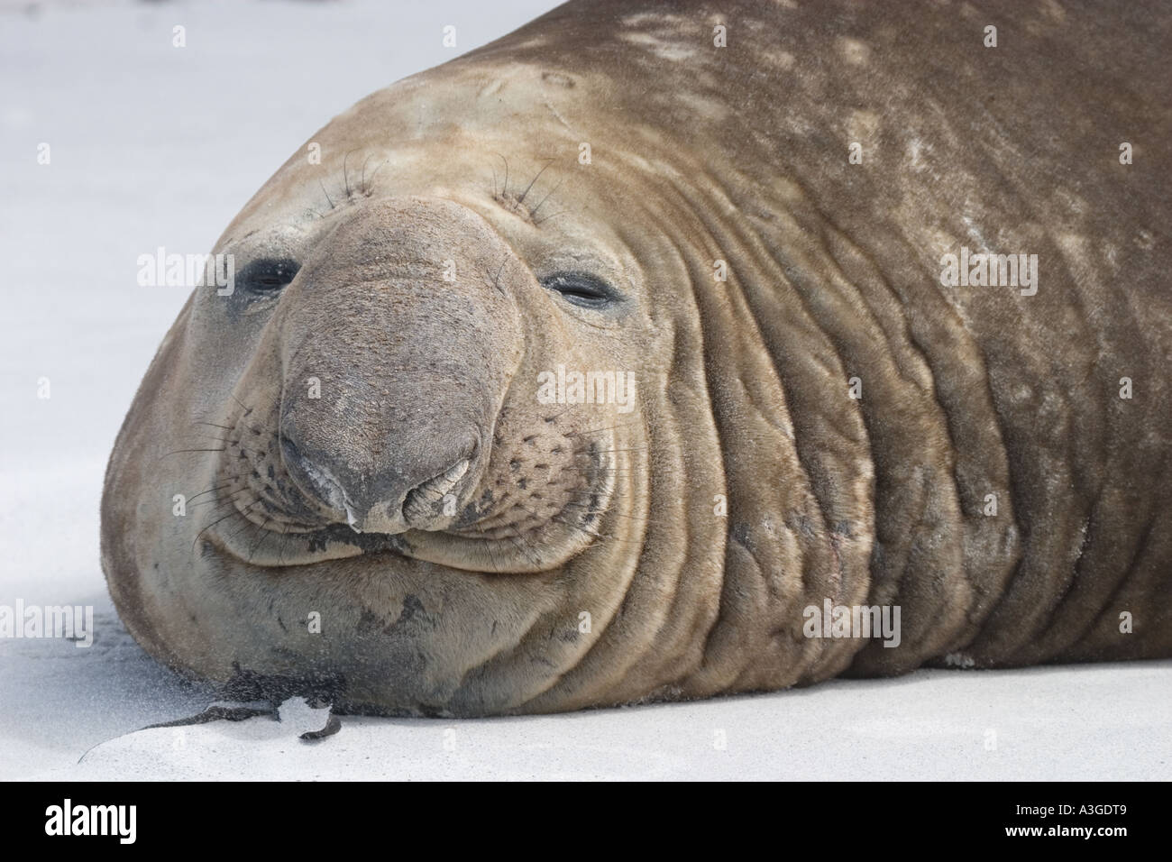 Adult male Southern Elephant Seal Stock Photo - Alamy