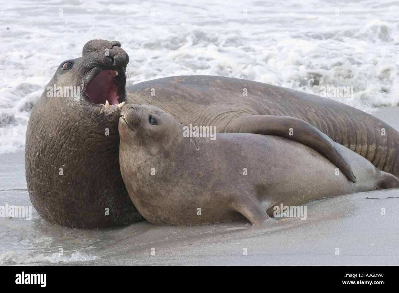 Southern Elephant Seal Adult male and female copulating Stock Photo - Alamy