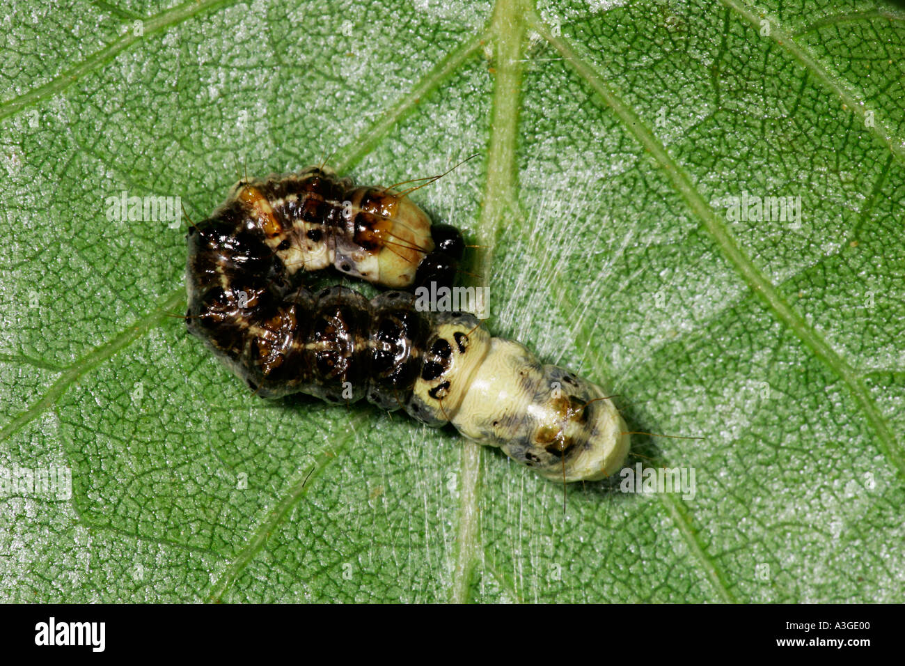 Alder Moth Acronicta alni Larvae on leaf looking like bird dropping ...