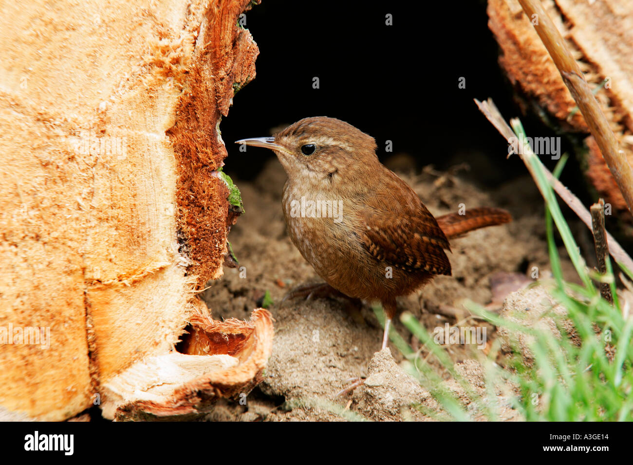 Searching insects hi-res stock photography and images - Alamy