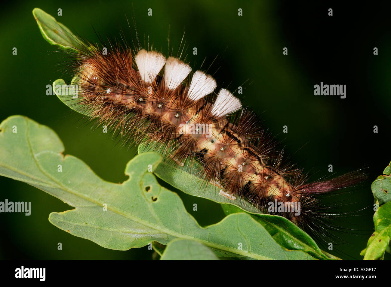 Pale Tussock (Calliteara pudibunda) Larvae feeding on oak potton ...