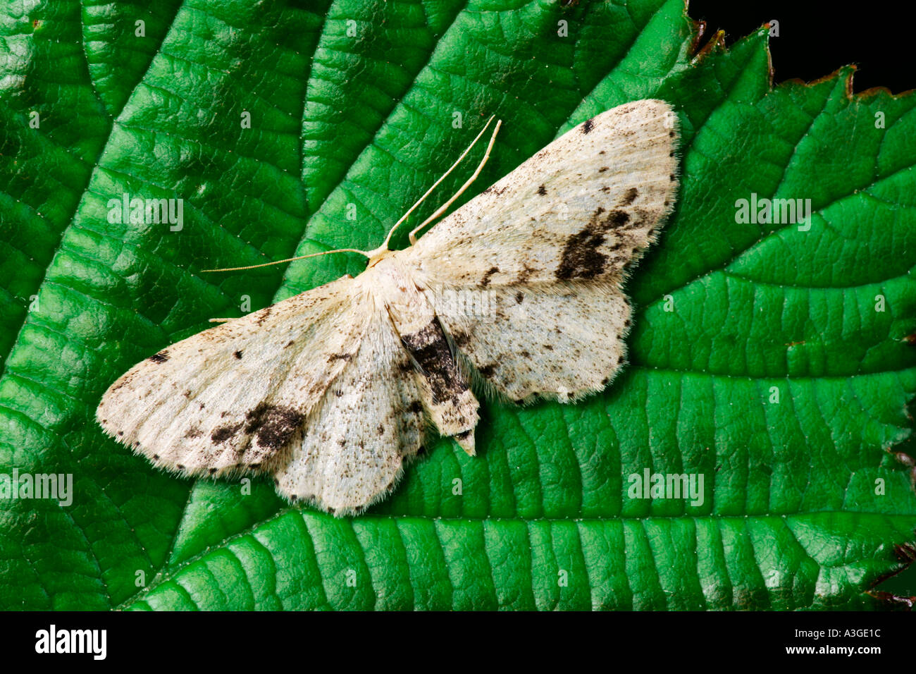 Idaea dimidiata moth insect uk hi-res stock photography and images - Alamy