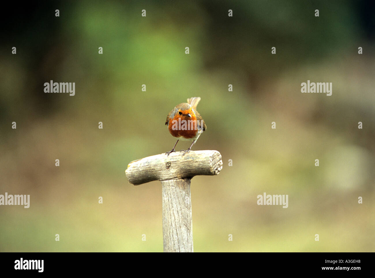 Robin hunting birds hi-res stock photography and images - Alamy