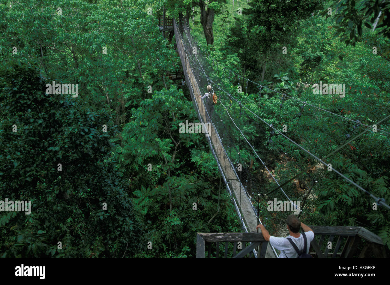 Tourists using the Canopy Walkway in the village of Falealupo Savaii ...